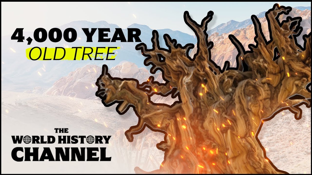 Methuselah Tree: The World's Oldest Tree | The Curse Of The Methuselah ...