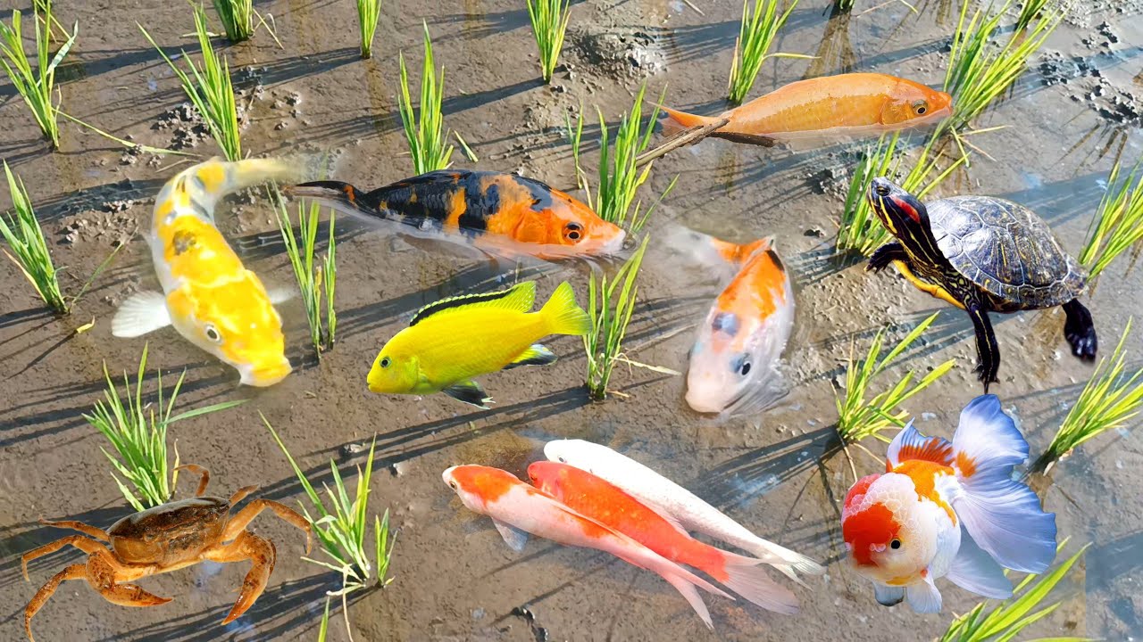 finding ornamental fish koi fish Koki fish catfish betta fish Aligator ...