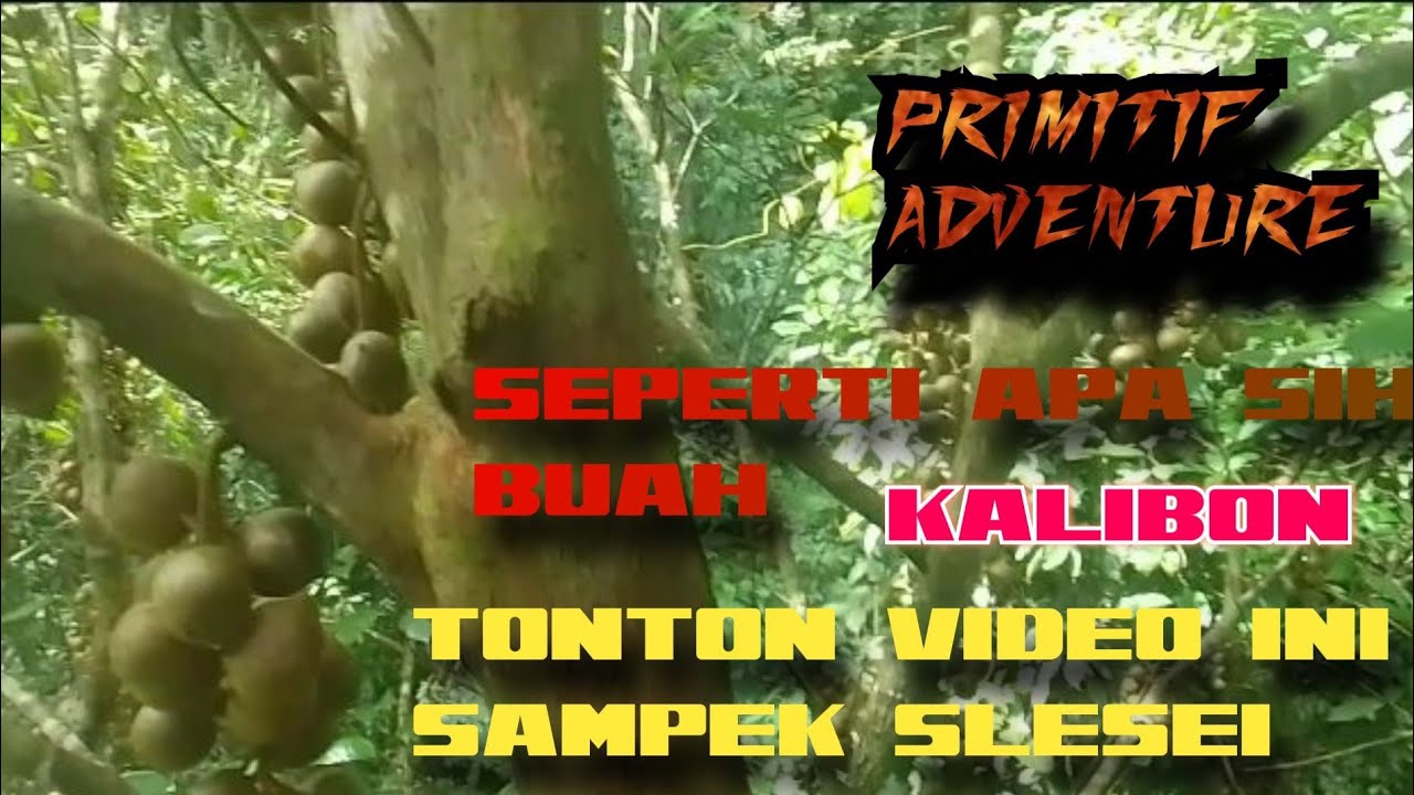 SEPERTI APA SIH BUAH KALIBON⁉️SIMAK VIDEO INI SAMPEK SLESEI‼️BERBURU ...