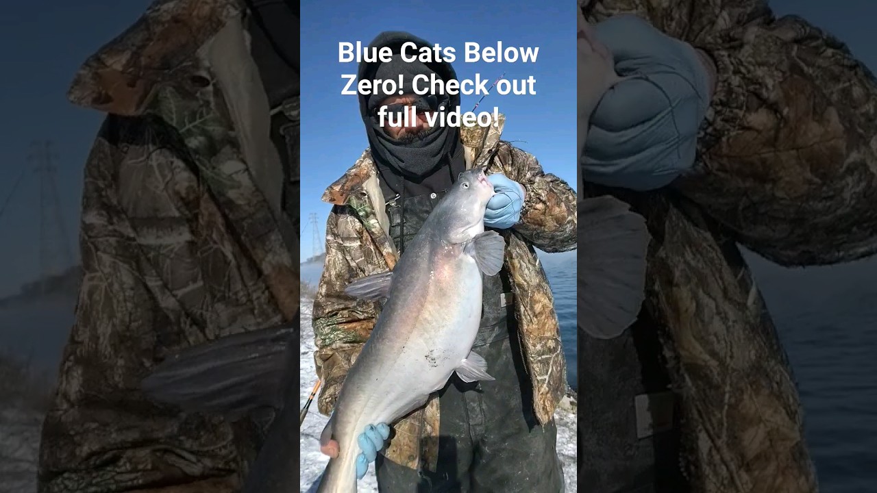 Woo is it cold out here! Watch full video Blue Cats Below Zero! # ...