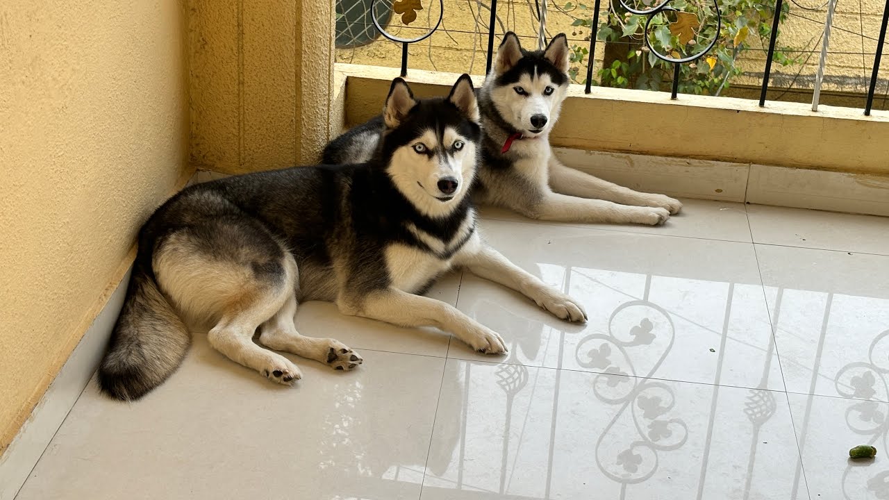 Husky parents must definitely watch… Viral Husky video ️ - YouTube