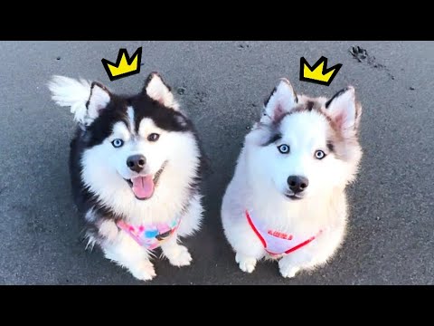 Pomsky Grooming Tips - YouTube