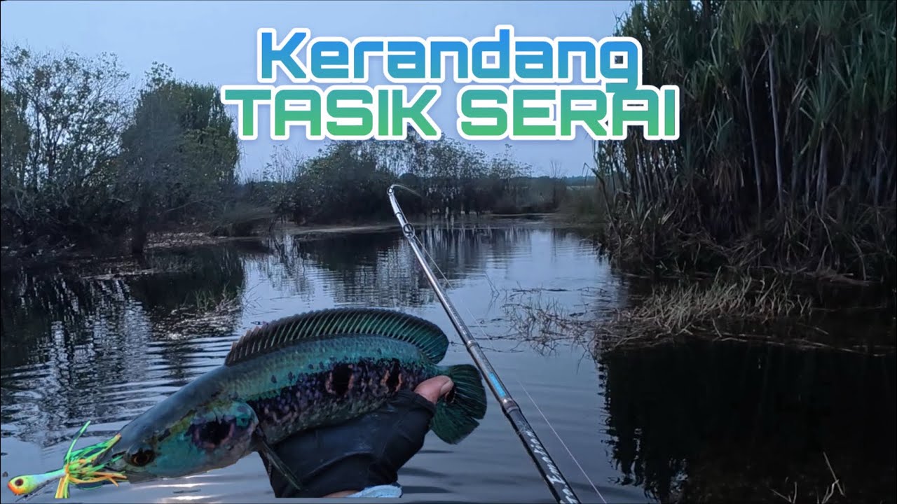 Mancing kerandang TASIK SERAI - YouTube