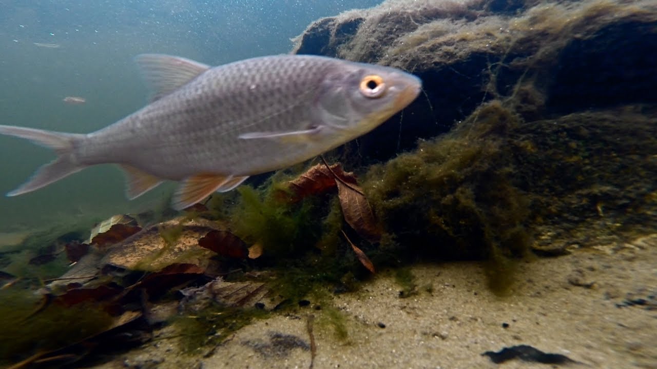 Underwater Wild Series/Common roach (Rutilus rutilus) - Animalia ...