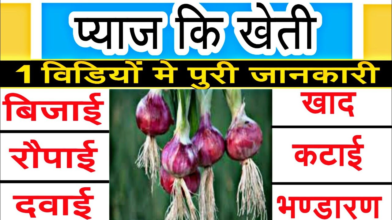 Onion crop full detail information | pyaj ki jankari - YouTube