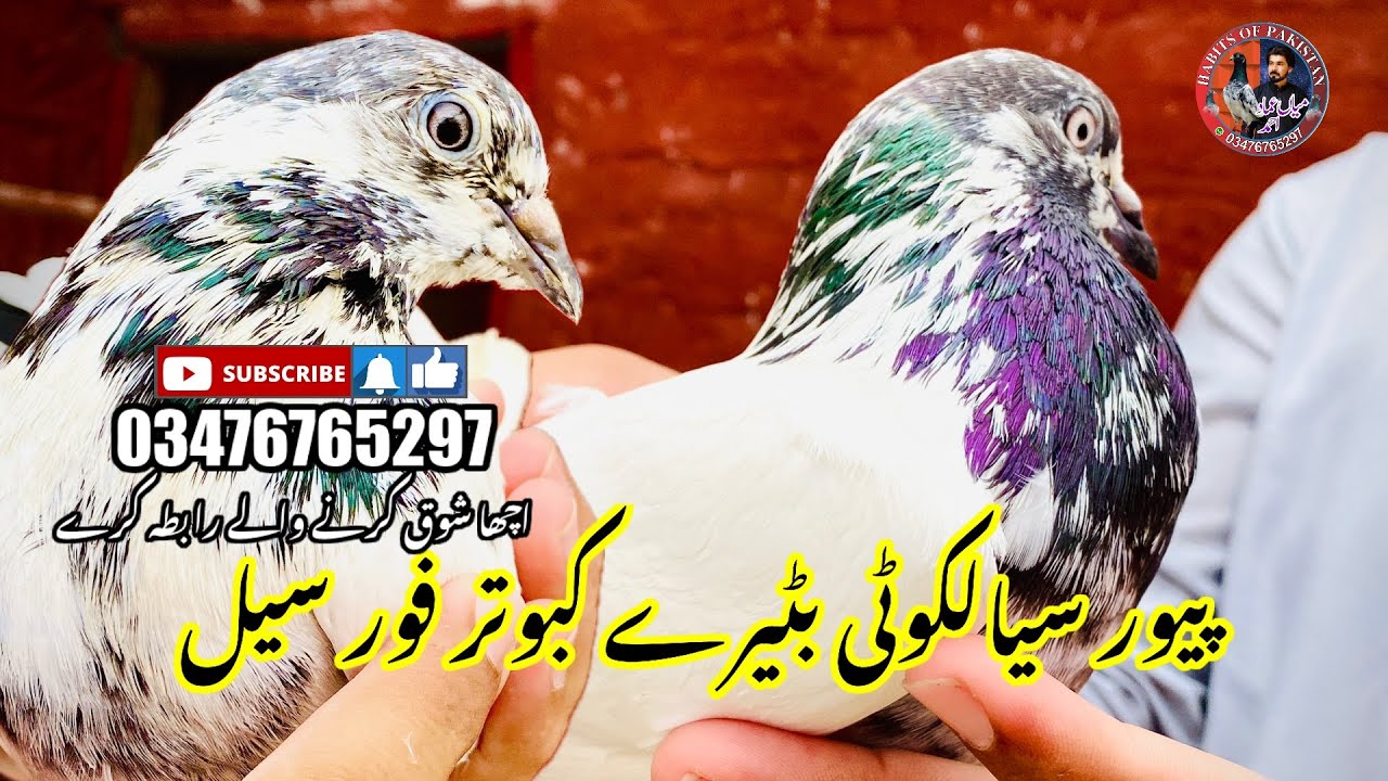 Pure bataray kabuter for sale||bateray kabuter|sialkoti batara kabuter ...