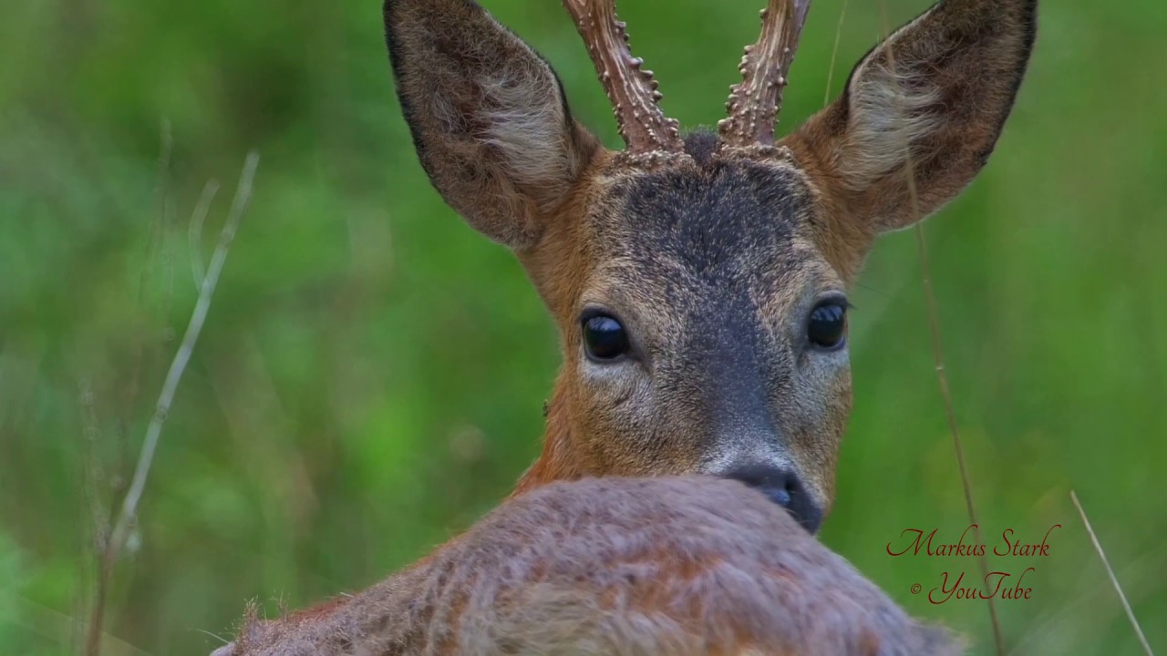 Beautiful Nature, Amazing Deer Footage! Summer 2015, 4K, UHD - YouTube