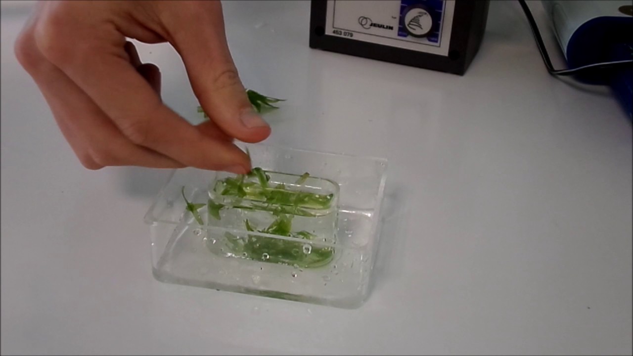 Expérience sur la photosynthèse - TPE cellules grätzel - YouTube