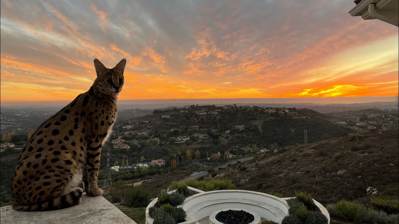 When an African Servant Cat wants to get you - YouTube