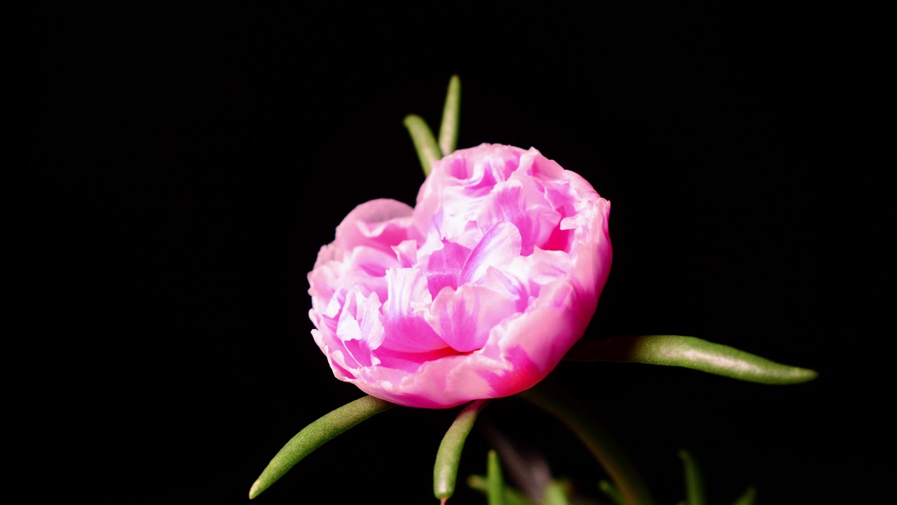 Flower Background Video : Effects HD Flower Blooming Blossom Plant 4K ...