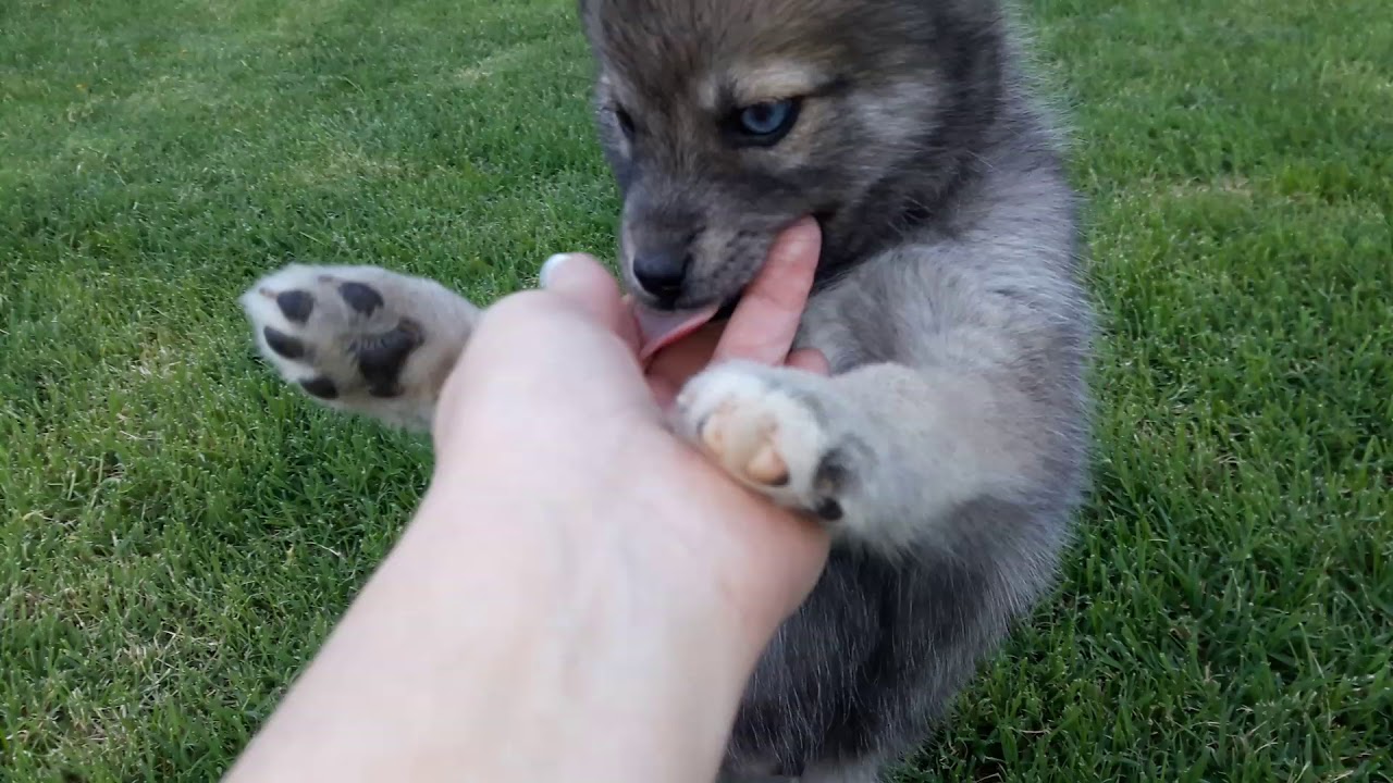 Aug 19, 2017 Wolf Sable Pomsky Puppy FOR SALE 8 weeks old Blue Eye ...