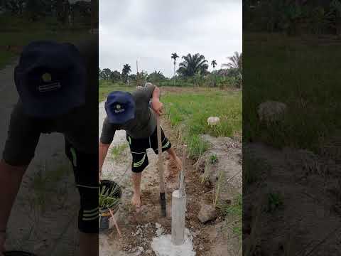 cara menanam Sangge-sangge