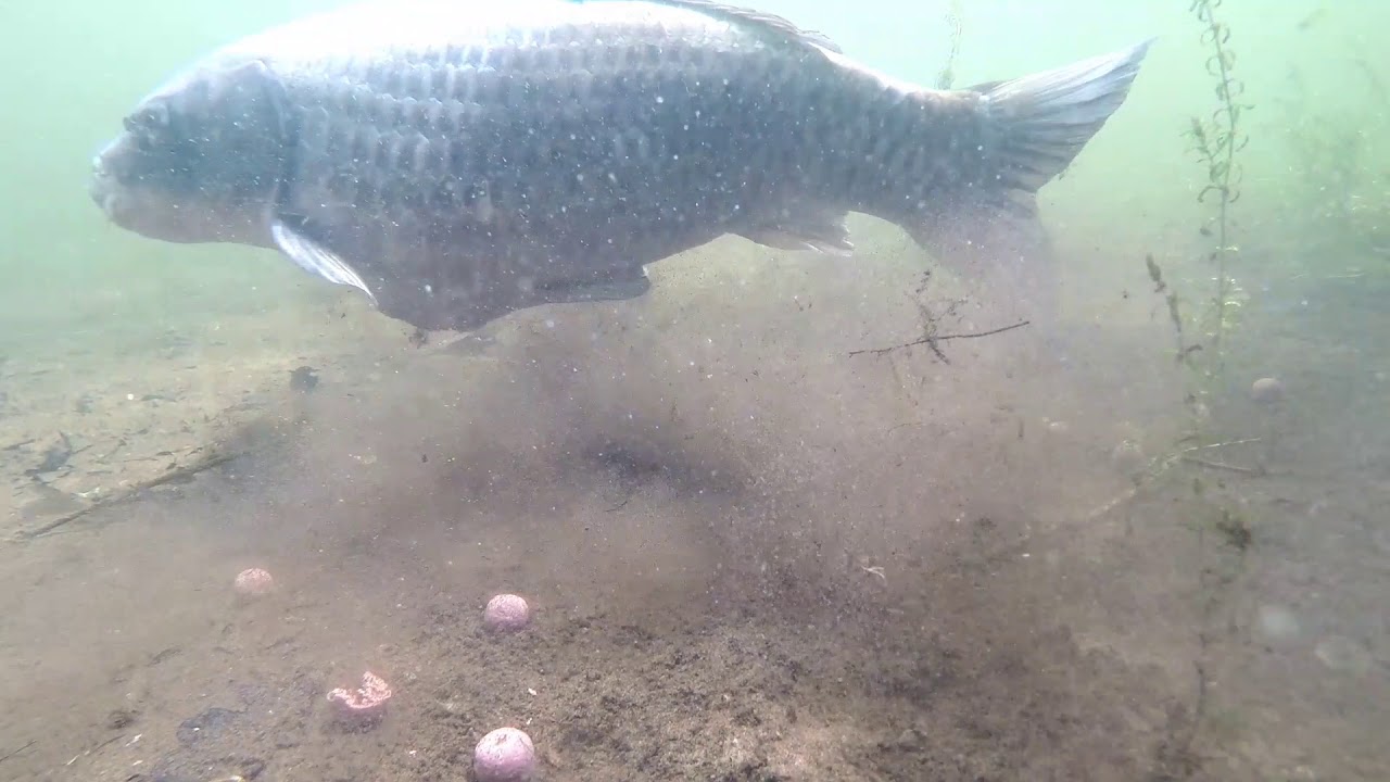 Ghost Carp - Filmed In A Cheshire Mere - YouTube