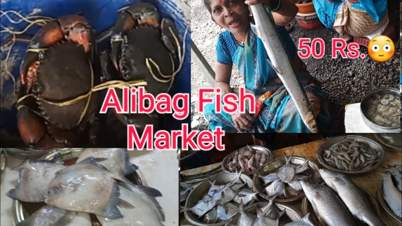 Alibag Fish 🐟 market | wholesale fish market #raigad #alibagfishmarket ...