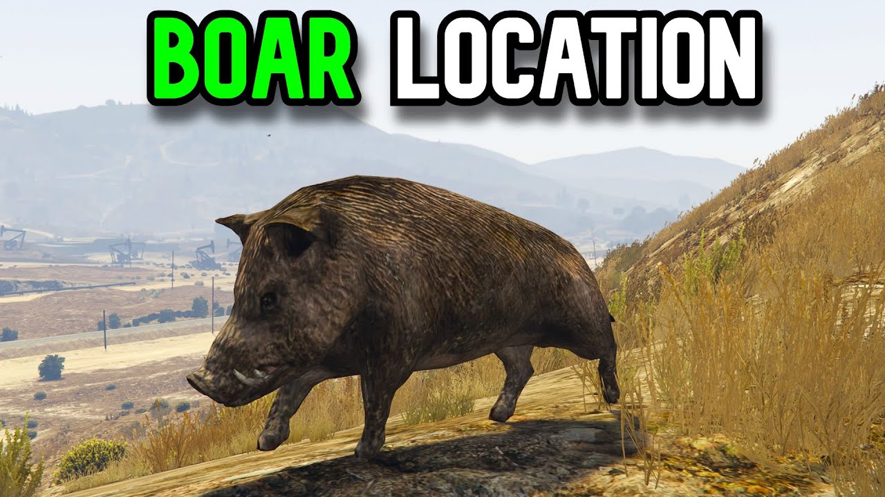 Gta Online Boar Location - Where to find boars in Gta 5 - YouTube