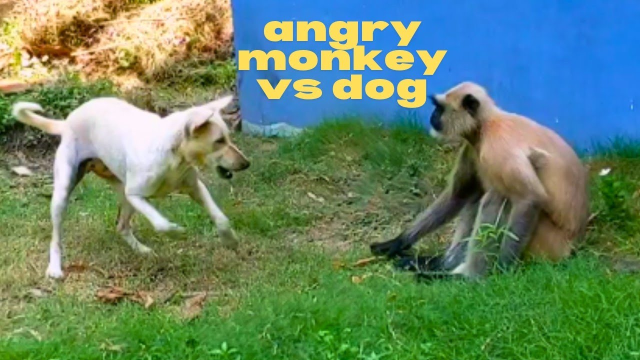 angry monkey vs dog. - YouTube