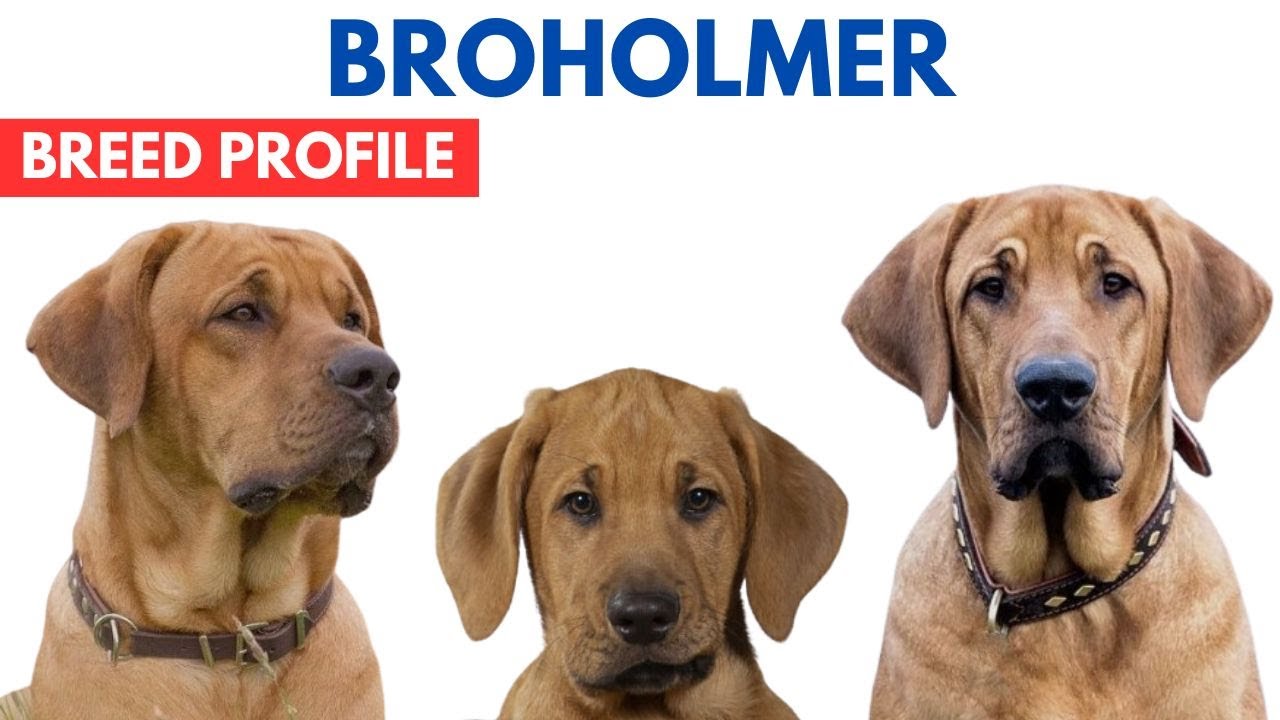 Broholmer Dog Breed Profile History - Price - Traits - Broholmer Dog ...
