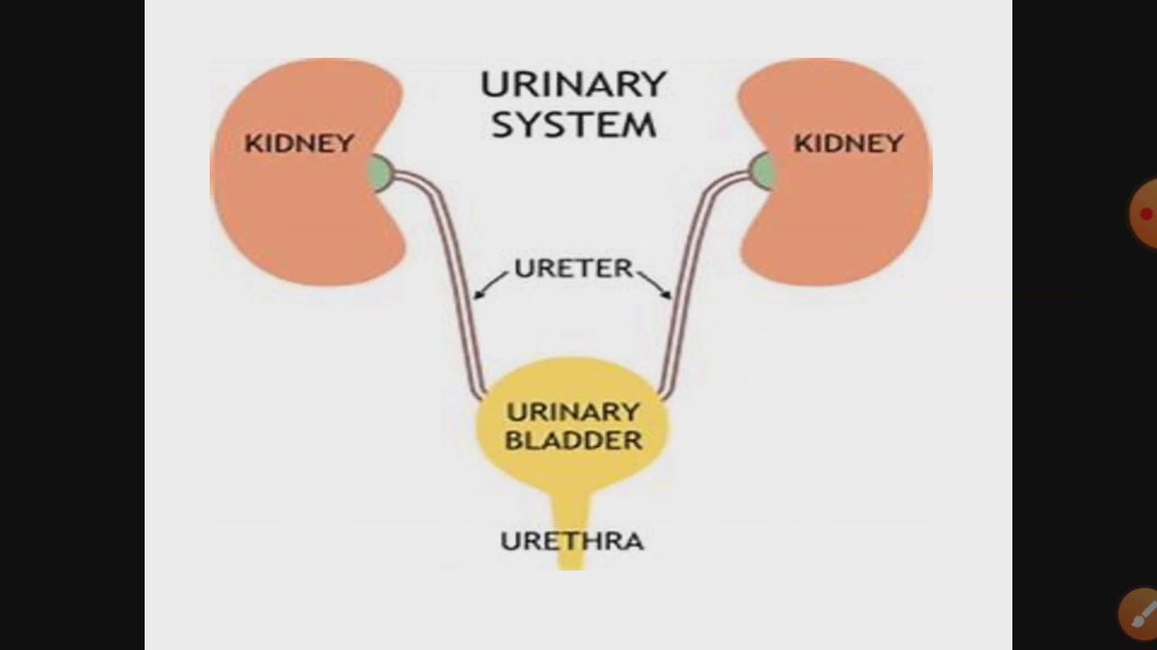 Excretory system X CLASS BIOLOGY - YouTube