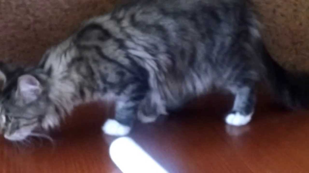 BETTY of Maine Coon Stars Cattery - YouTube