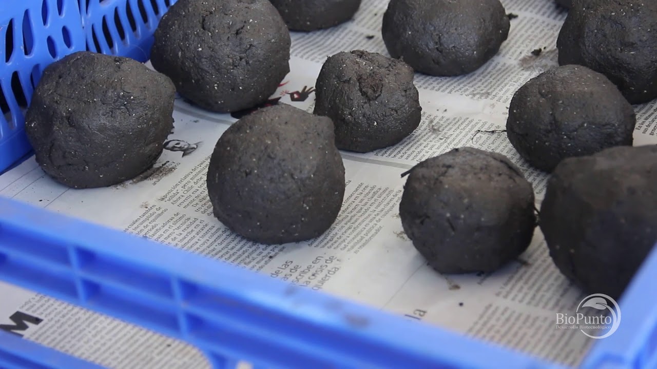 Biopunto Chile trabaja para el World EM Mudball Day 2018 - YouTube