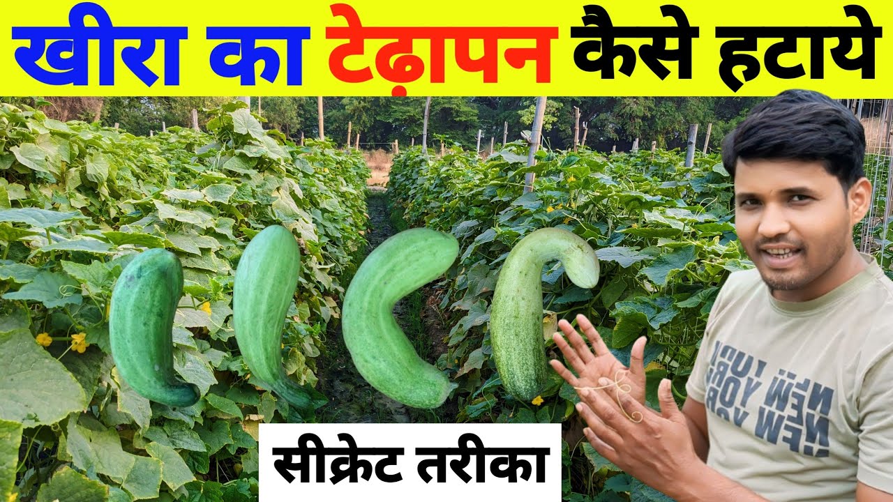 खीरा में टेढ़ापन कैसे हटाये// khira ki kheti kaise karen//khire ki ...