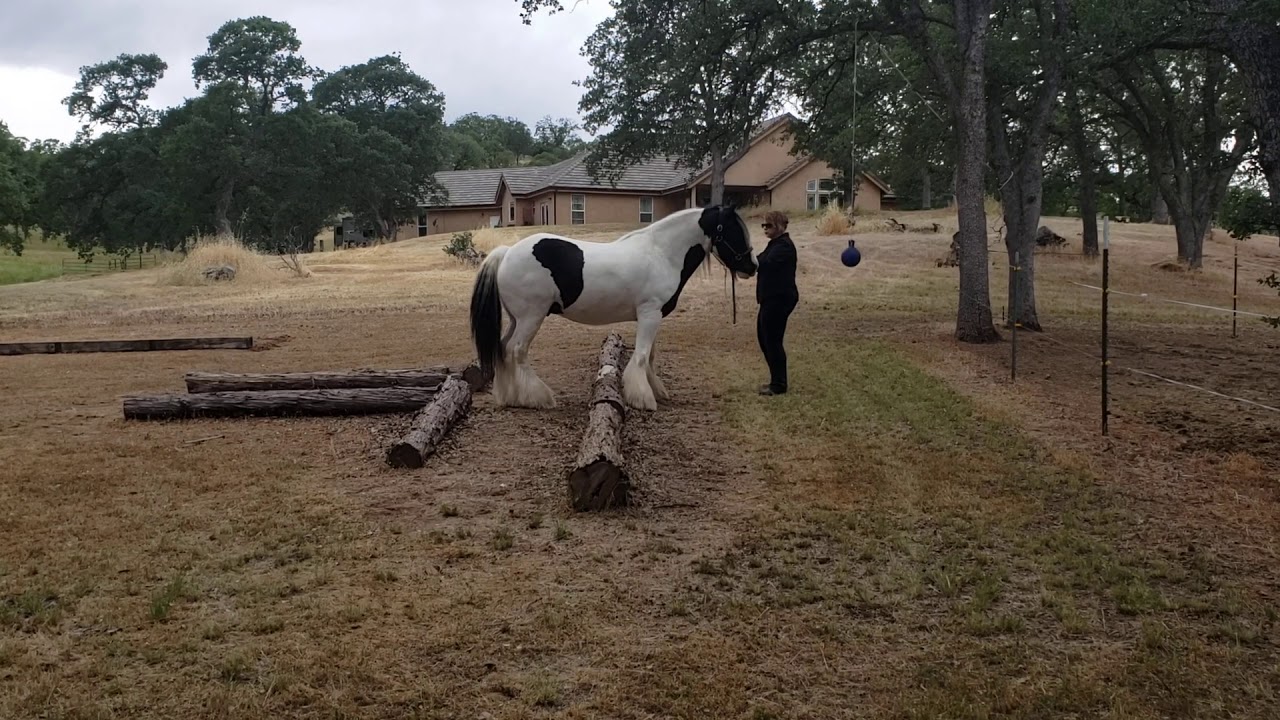 In Hand Trail - YouTube