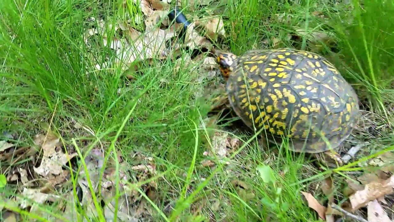 Wild Box Turtle, Midwestern Michigan - YouTube