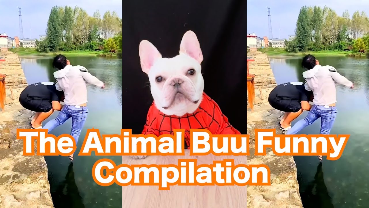 The Animal Buu Compilation | the most Fuuny collection10 #theanimalbuu ...