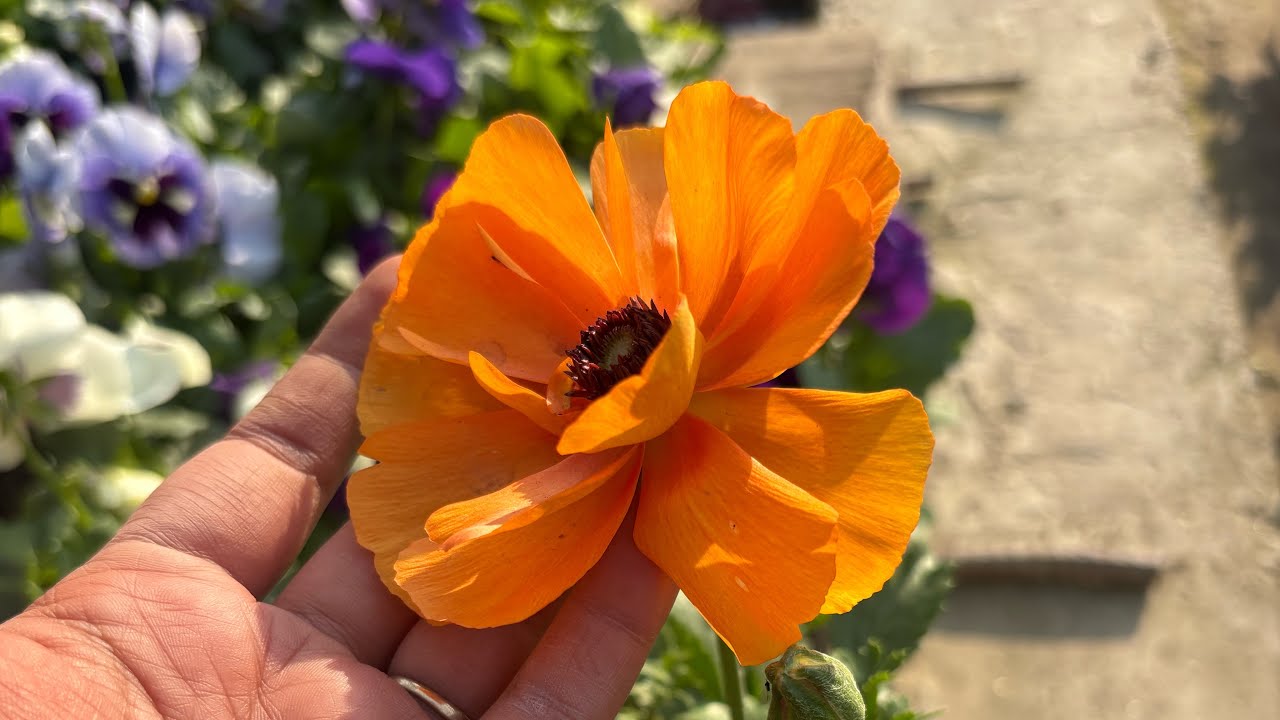 Bageecha pyaar wala beautiful flowering plants || beautiful vegetable ...