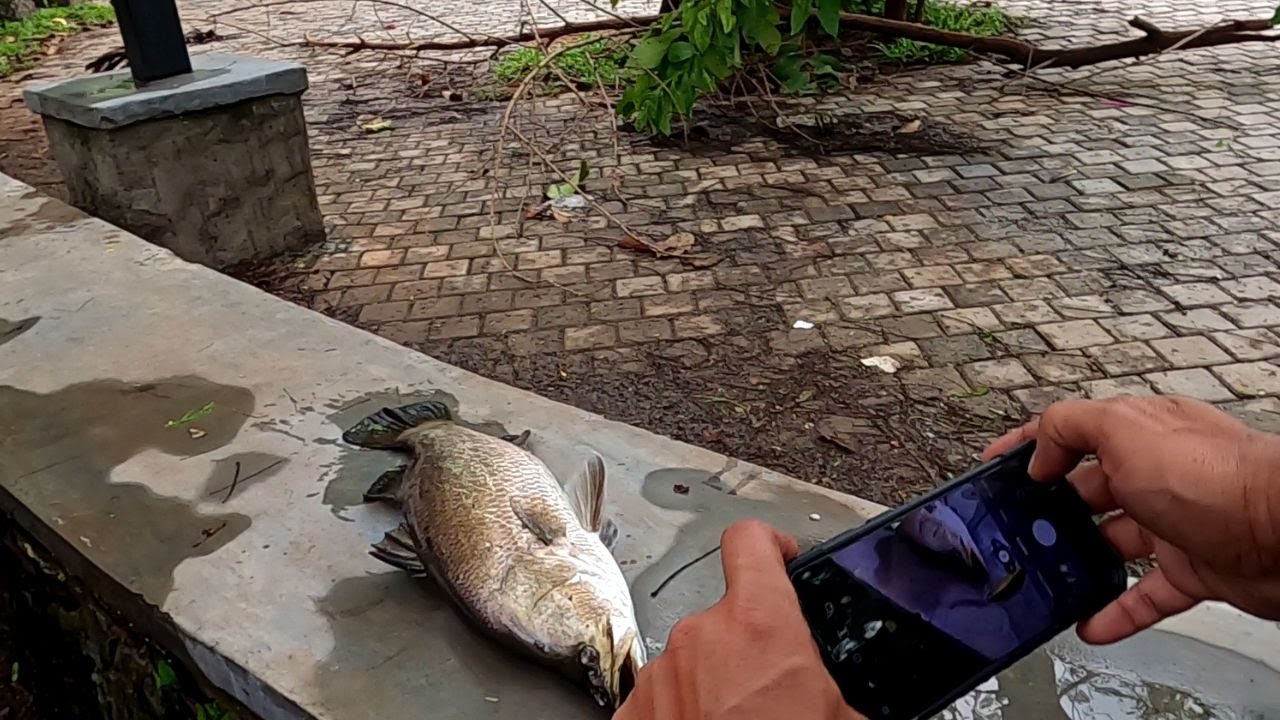 RANDOM FISHING SESSIONS & THE BIG ONE THAT GOT AWAY !!! SNAPPER ...