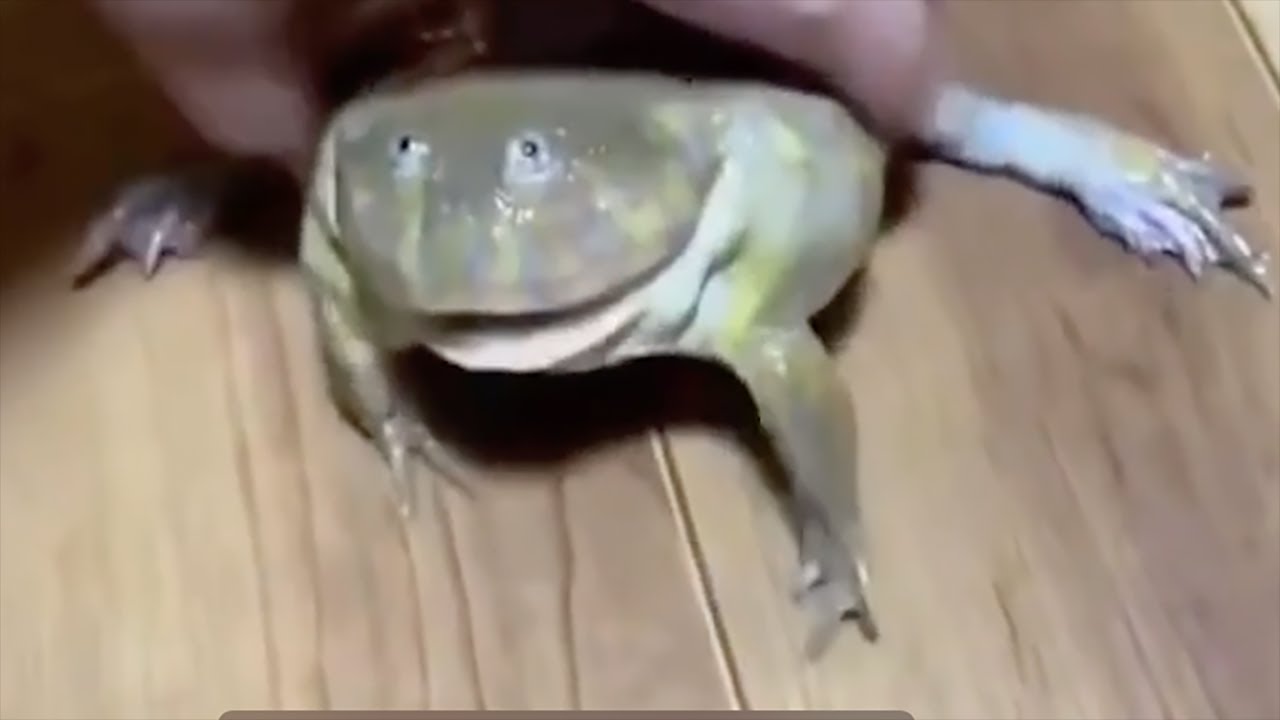 [10 HOURS] of Sizzling Frog Meme - YouTube