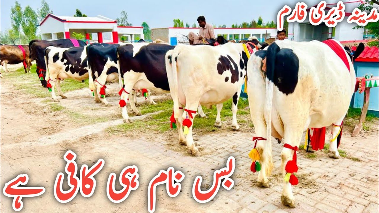 Madina Dairy Farm | Australian cows | HF class | Heavy Milking cows ...