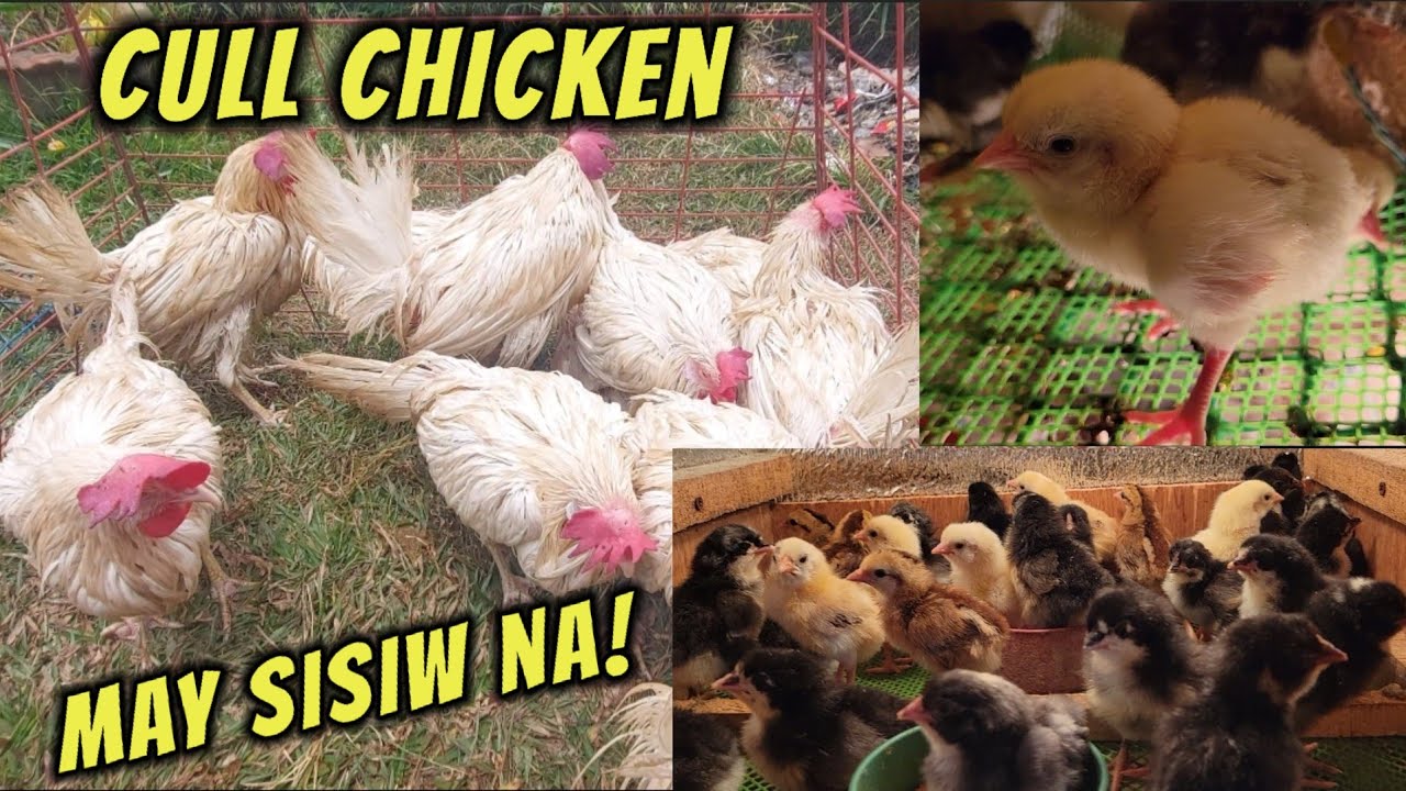 May anak na ang manok na cull (white leghorn) - YouTube