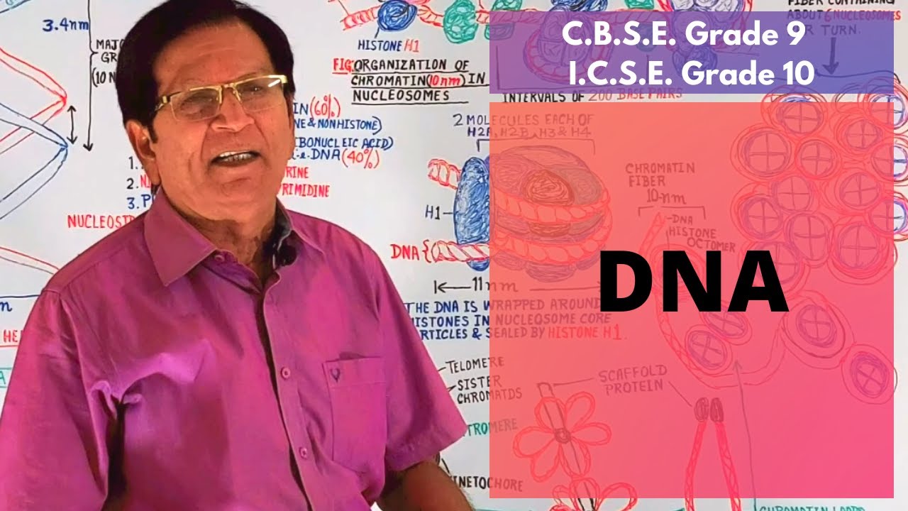 DNA Structure || Grade 9 and 10 - YouTube