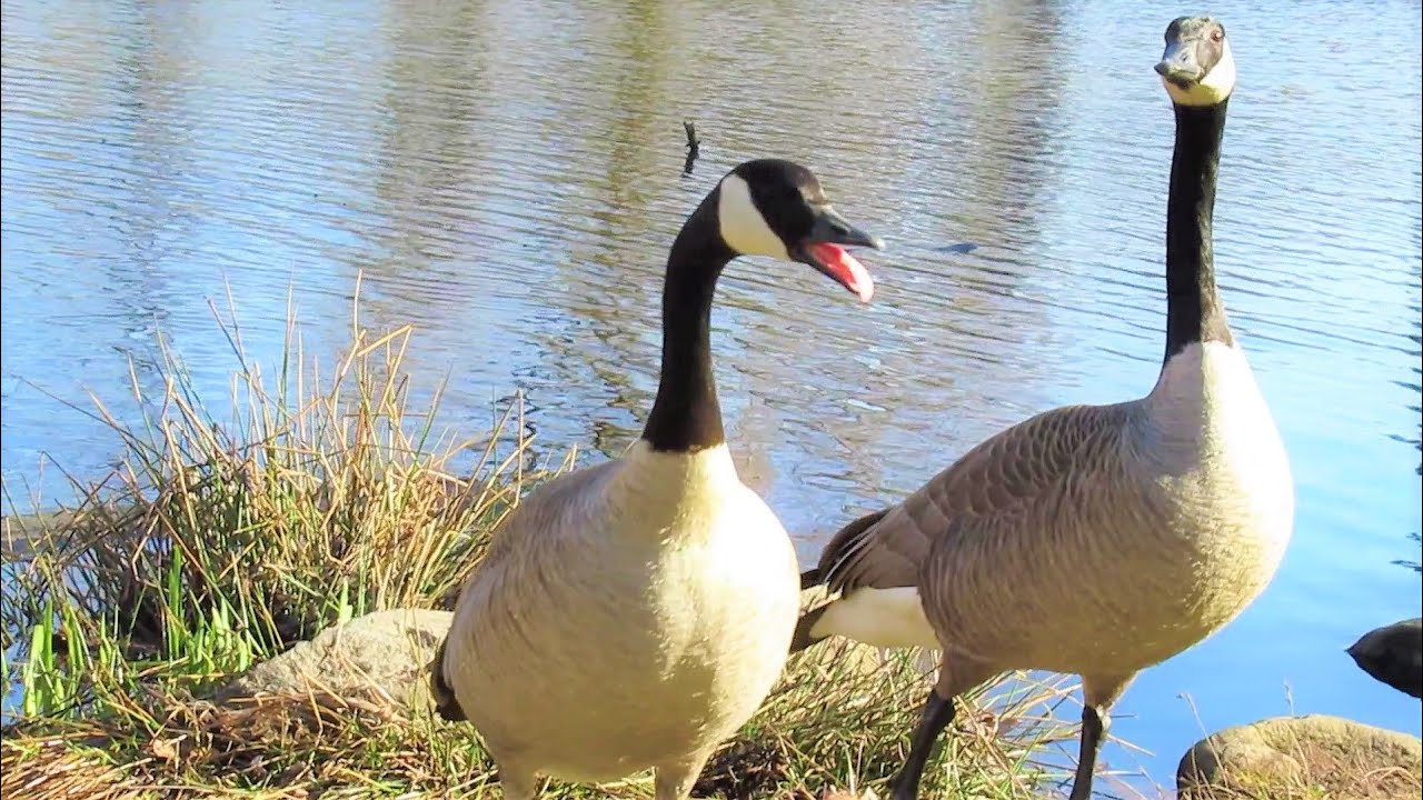 Angry Goose HISSING - YouTube