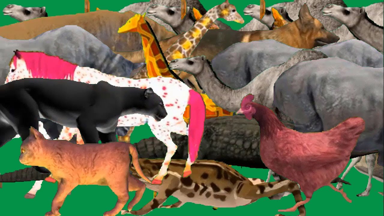 Left and Right Running and Walking Animals Stampede Green Screen Best ...