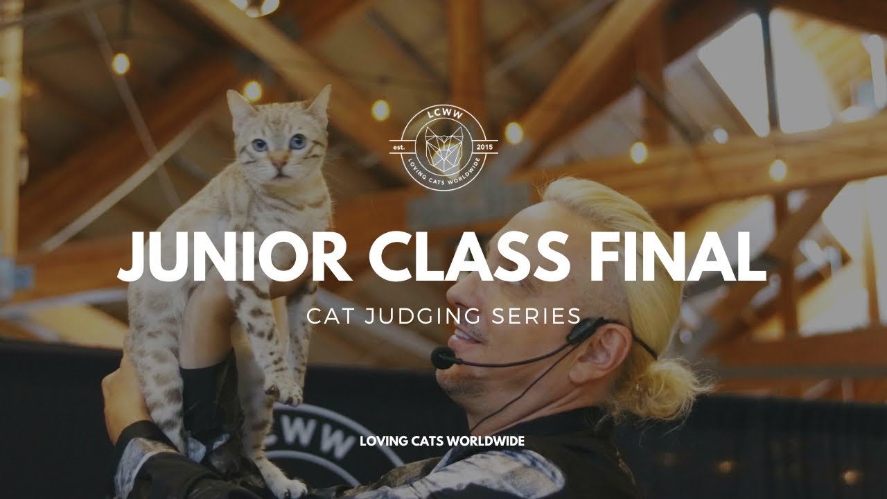 Cat judging: Junior Class Final from Seattle Cat Extravaganza 2023 ...