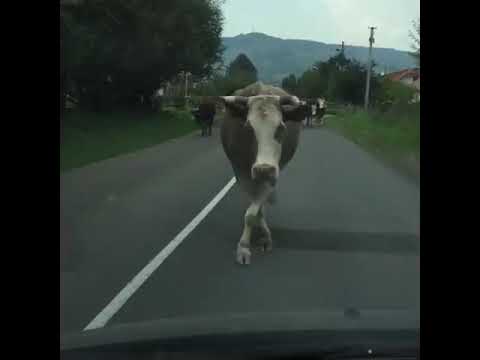 Vaca bailando - YouTube