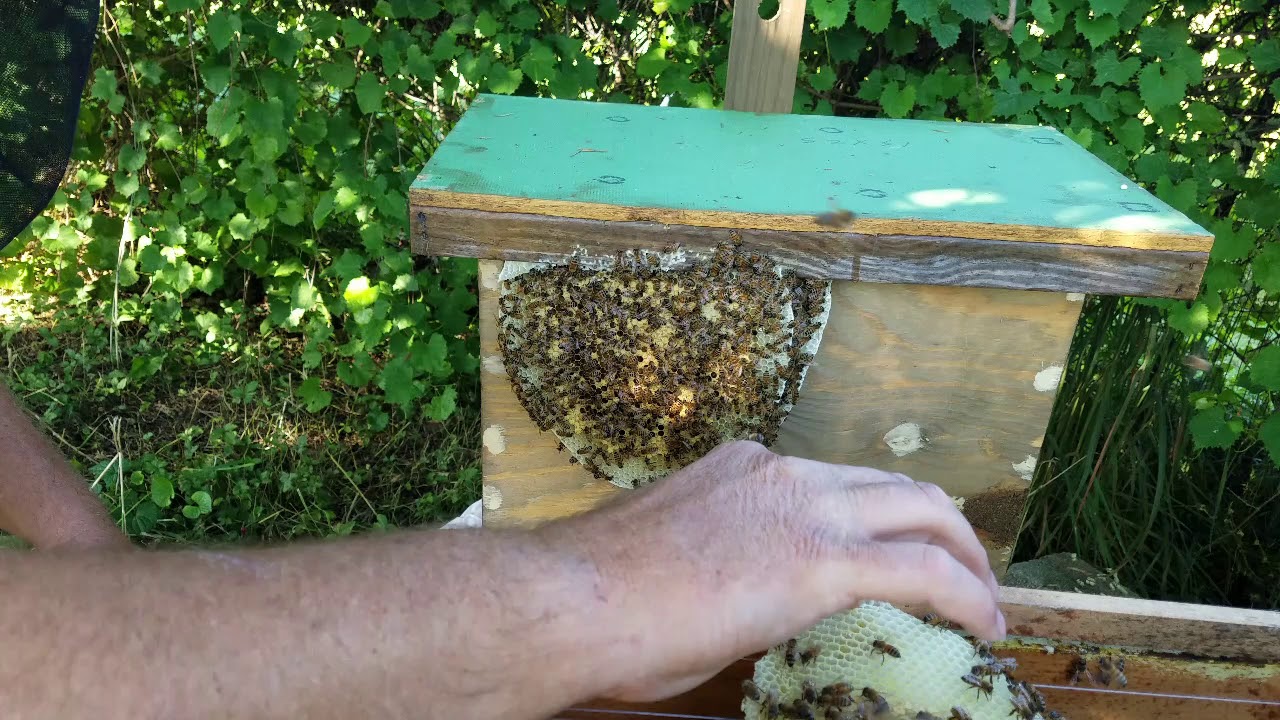 Swarm Trap Rescue 911 Honey Bees needing Help - YouTube