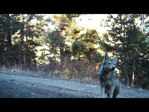 Tek sıra Bozkurt yürüyüşü. Kurt Sürüsü. İnanılmaz Kurtlar #kurt #bozkurt #wolf #greywolf #keşfet