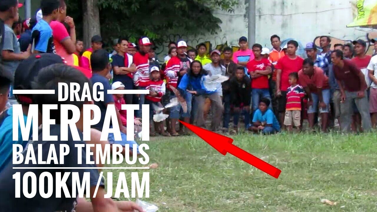 BALAP MERPATI : adu kecepatan merpati nyaris 100km/jam - YouTube