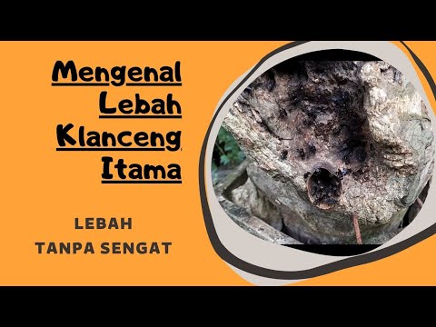 Mengenal Lebah Trigona/Klanceng Itama!! - YouTube