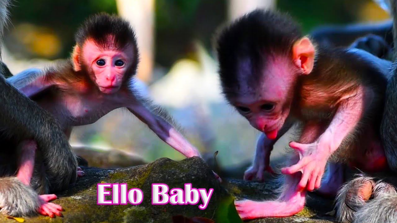 Super love Ello baby very active moment. Cute tiny baby monkey - YouTube