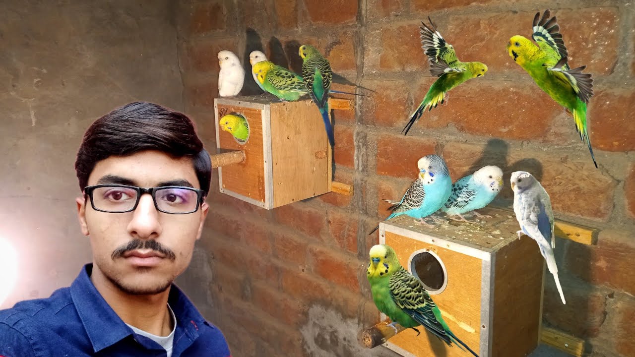 My New Parrots Are Happy In My Setup Aviary || Bird's In City || Pet's ...