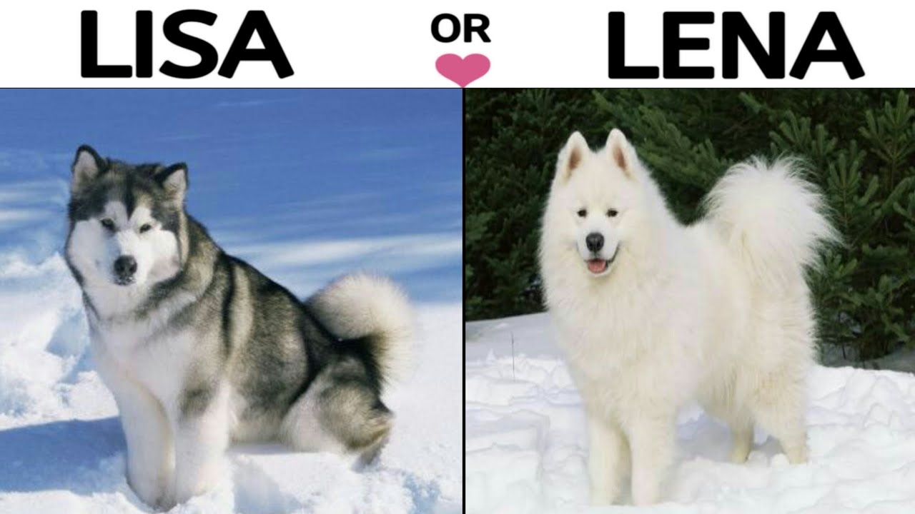 LISA OR LENA [Animals & Pets] - YouTube