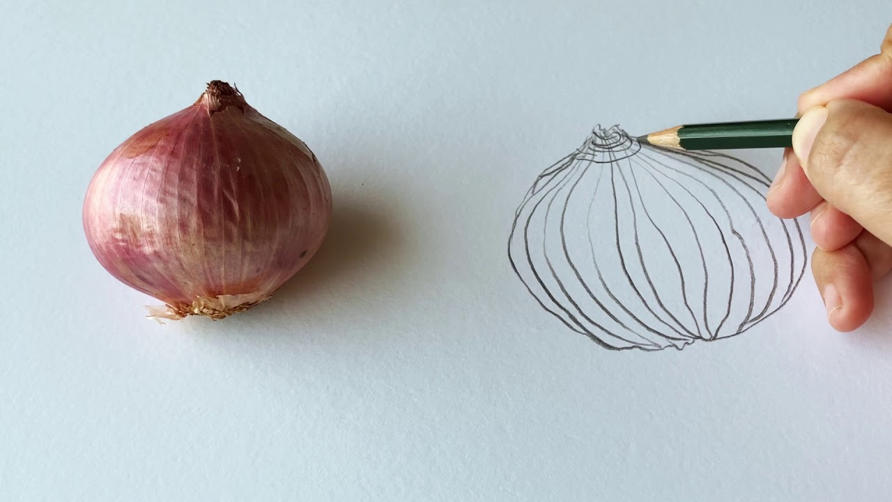 Cross Contour Drawing ( Organic Objects ) - YouTube