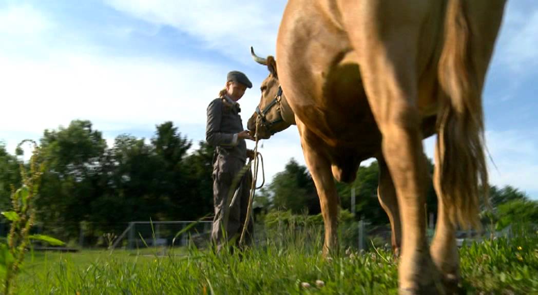 Ma vache est un cheval - YouTube