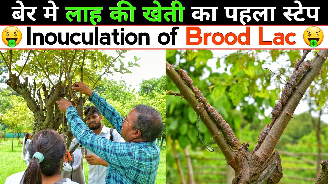 Inouculation of Brood Lac on Ber Plant | ब्रूड लाह की डाली को बेर में बंधाई | Lac Cultivation in ...