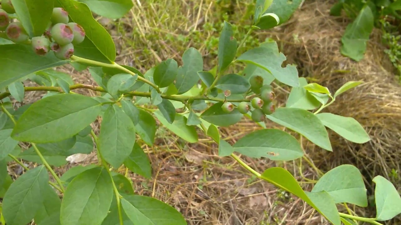 Rabbiteye Blueberry Update+New Varieties-May 2019 - YouTube