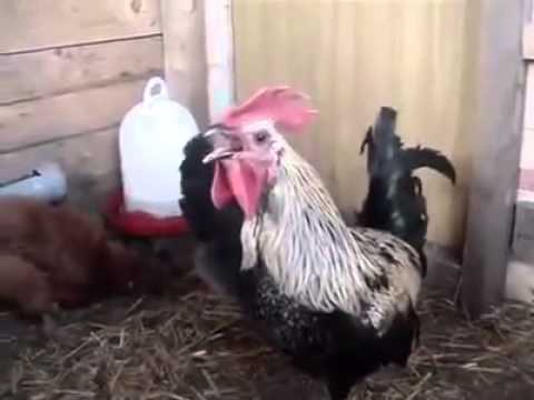 Horoz :) Hard rock  cock